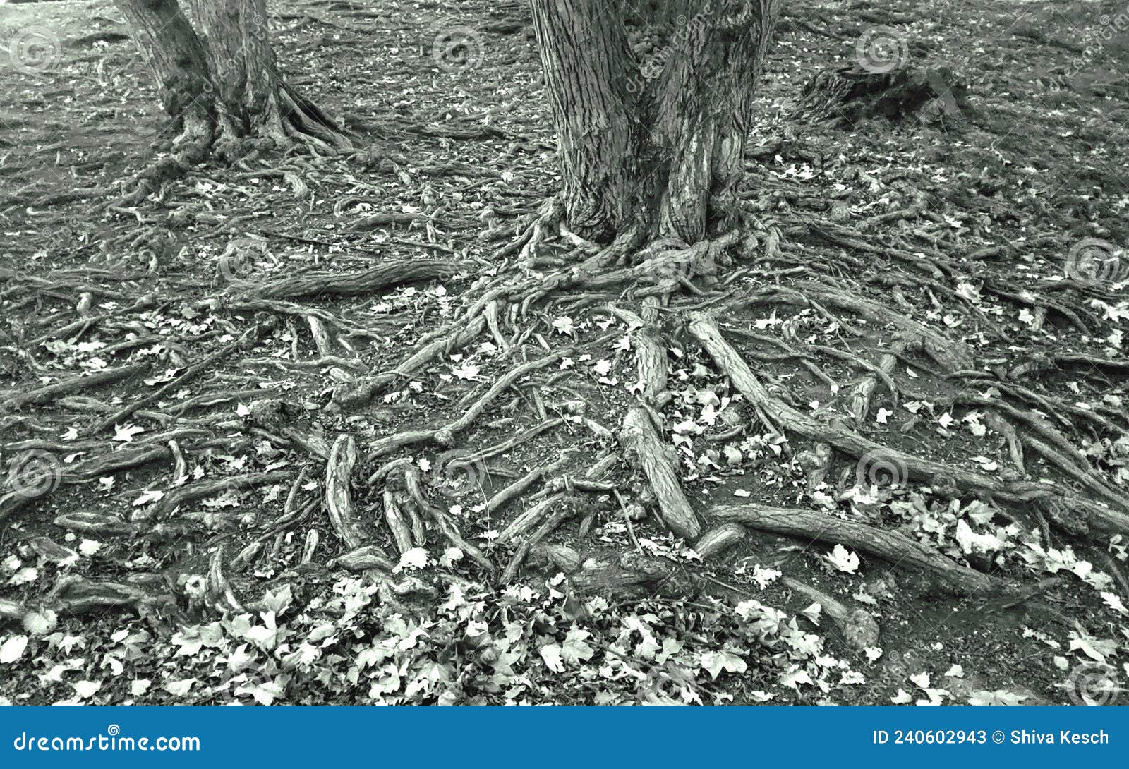 Roots, origin and source stock image. Image of spring - 240602943