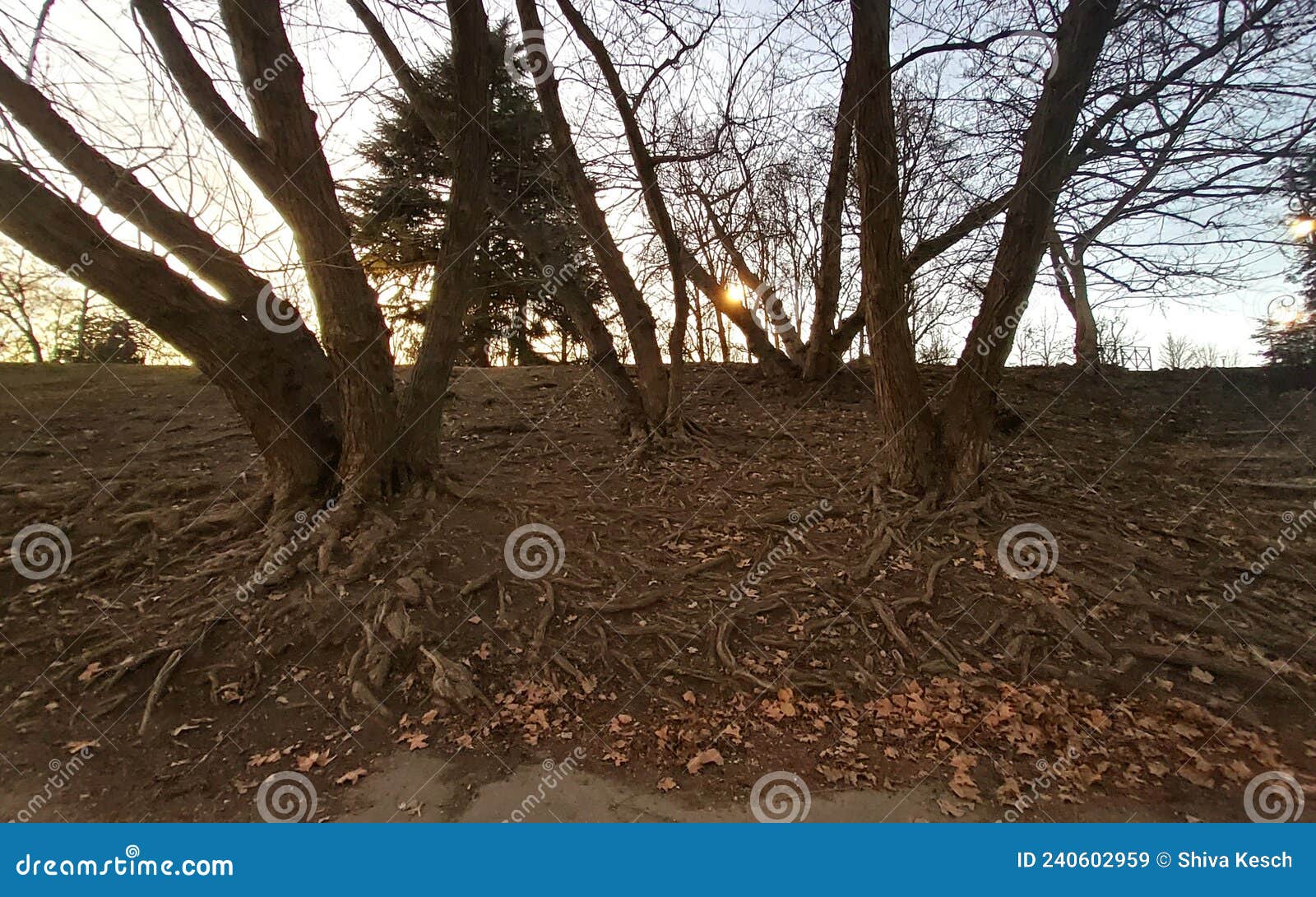 Roots, origin and source stock image. Image of grass - 240602959