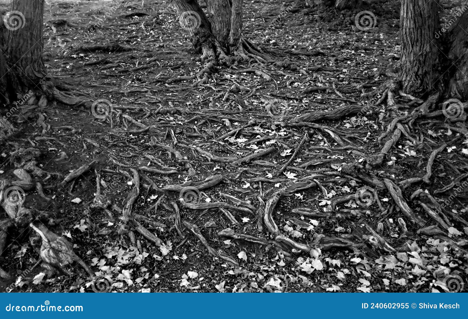 Roots, origin and source stock image. Image of origin - 240602955