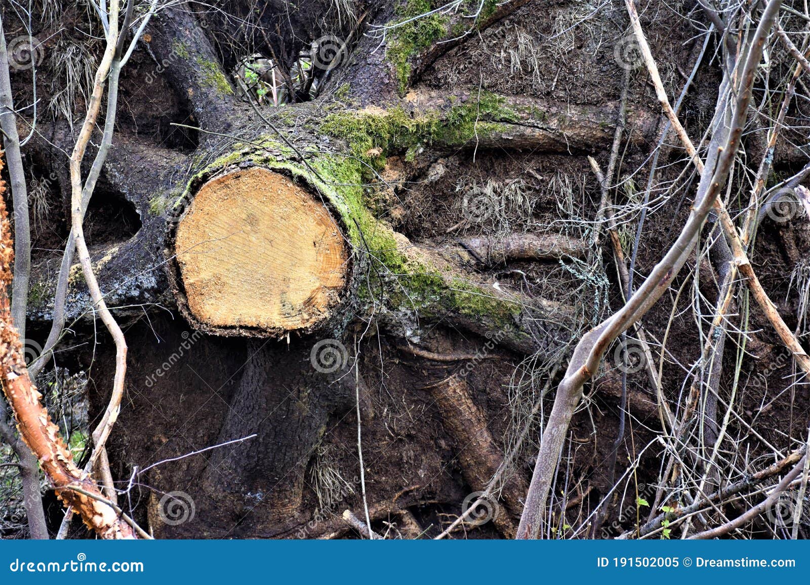 The Trunk of an Overturned Tree in the Forest Stock Image - Image of ...