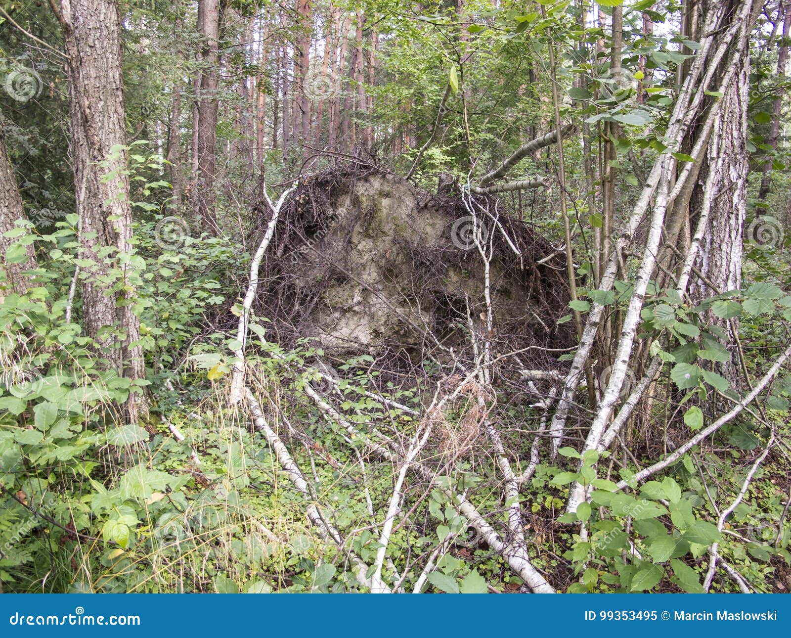 Roots of the Overturned Tree Stock Image - Image of remnant, bare: 99353495