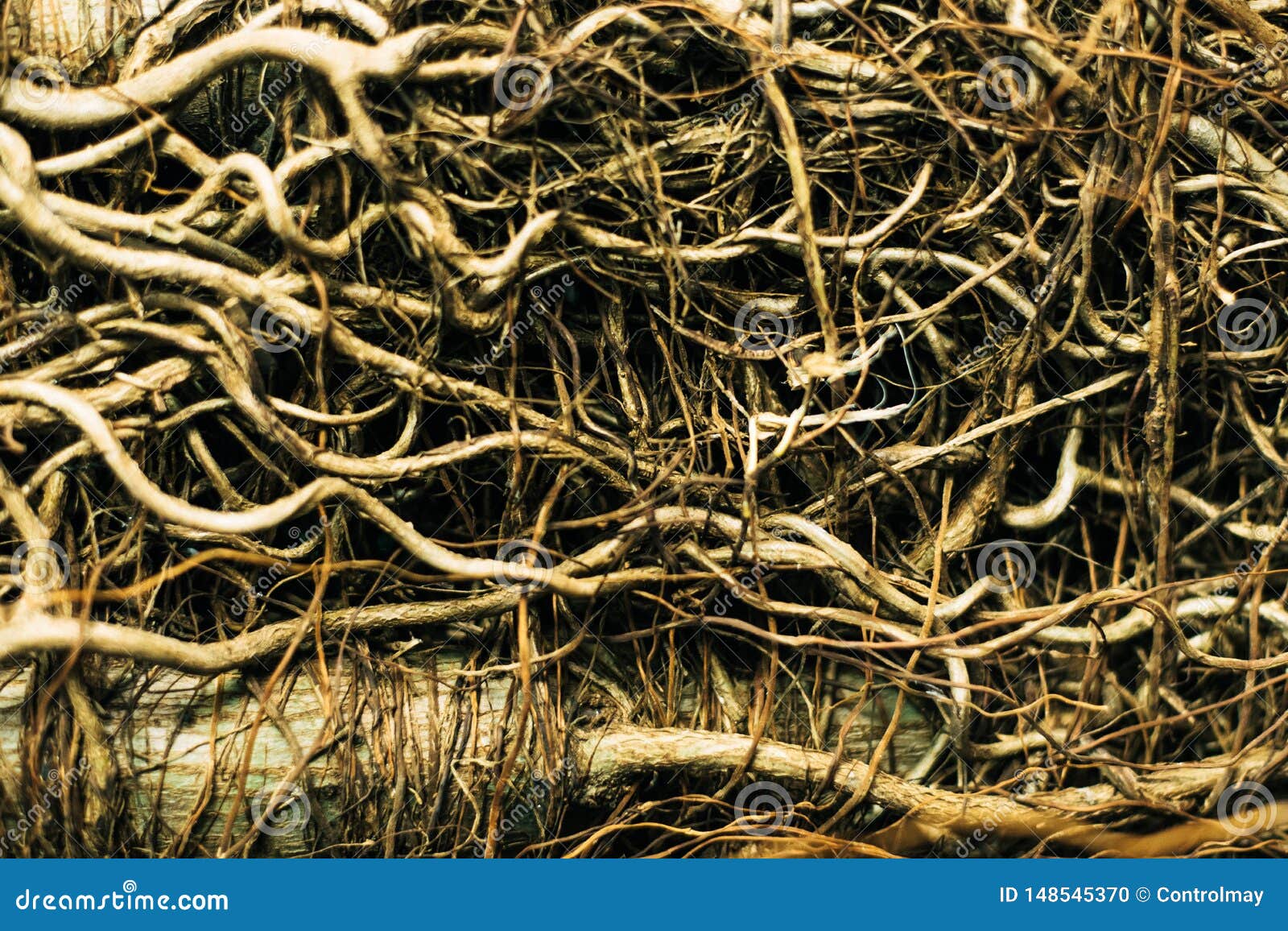 Roots on a Palm Tree in the Jungle. Interesting Textured Background and ...