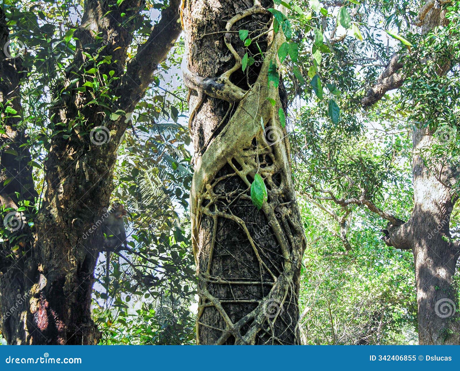 Roots of Parasitic Plant Clinging To a Tree Stock Image - Image of ...