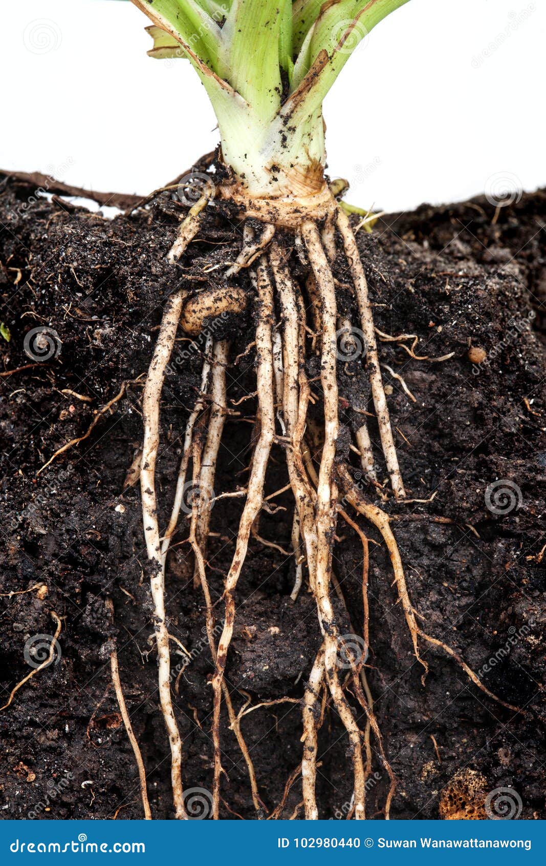 Roots of Parsley Under Soil Stock Photo - Image of forest, environment ...