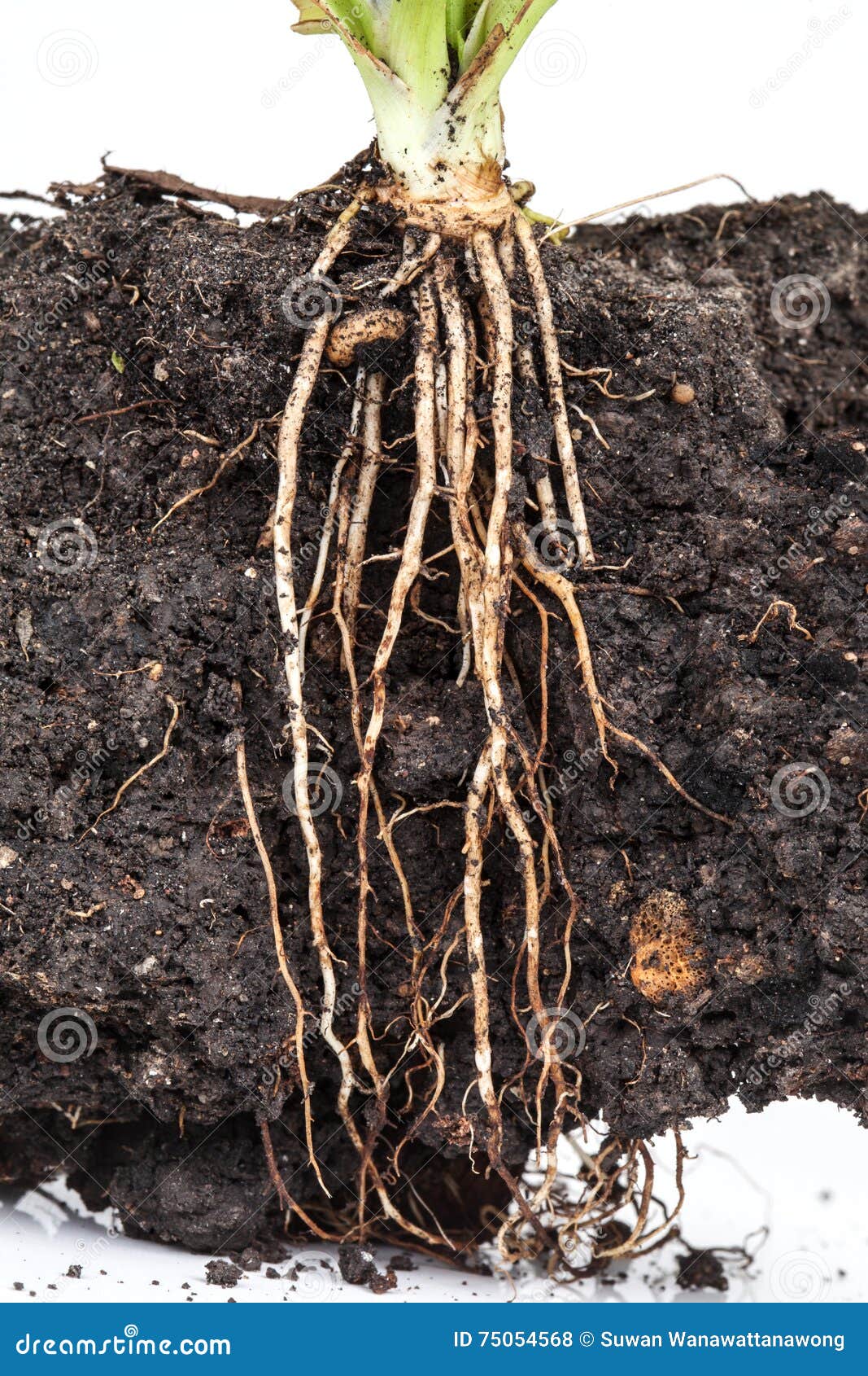 Plant Roots In Soil Royalty-Free Stock Photography | CartoonDealer.com ...