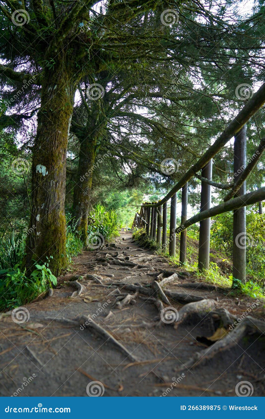 Roots Path Near Nera River Royalty-Free Stock Photography ...