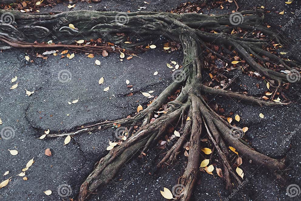 Roots on pavement stock image. Image of street, natural - 118849535