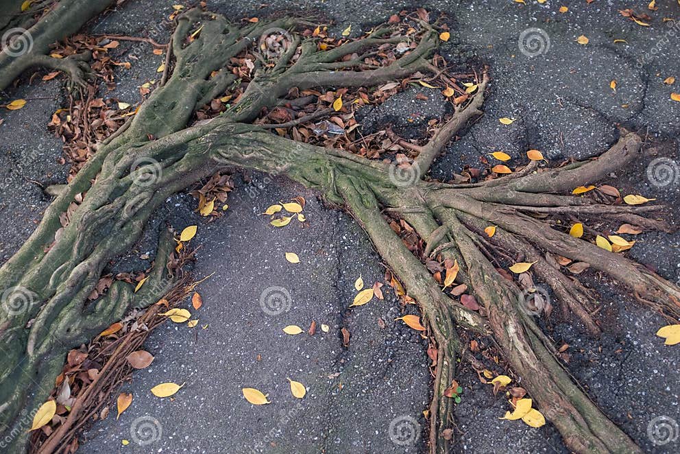 Roots on pavement stock photo. Image of gnarled, architecture - 94305766