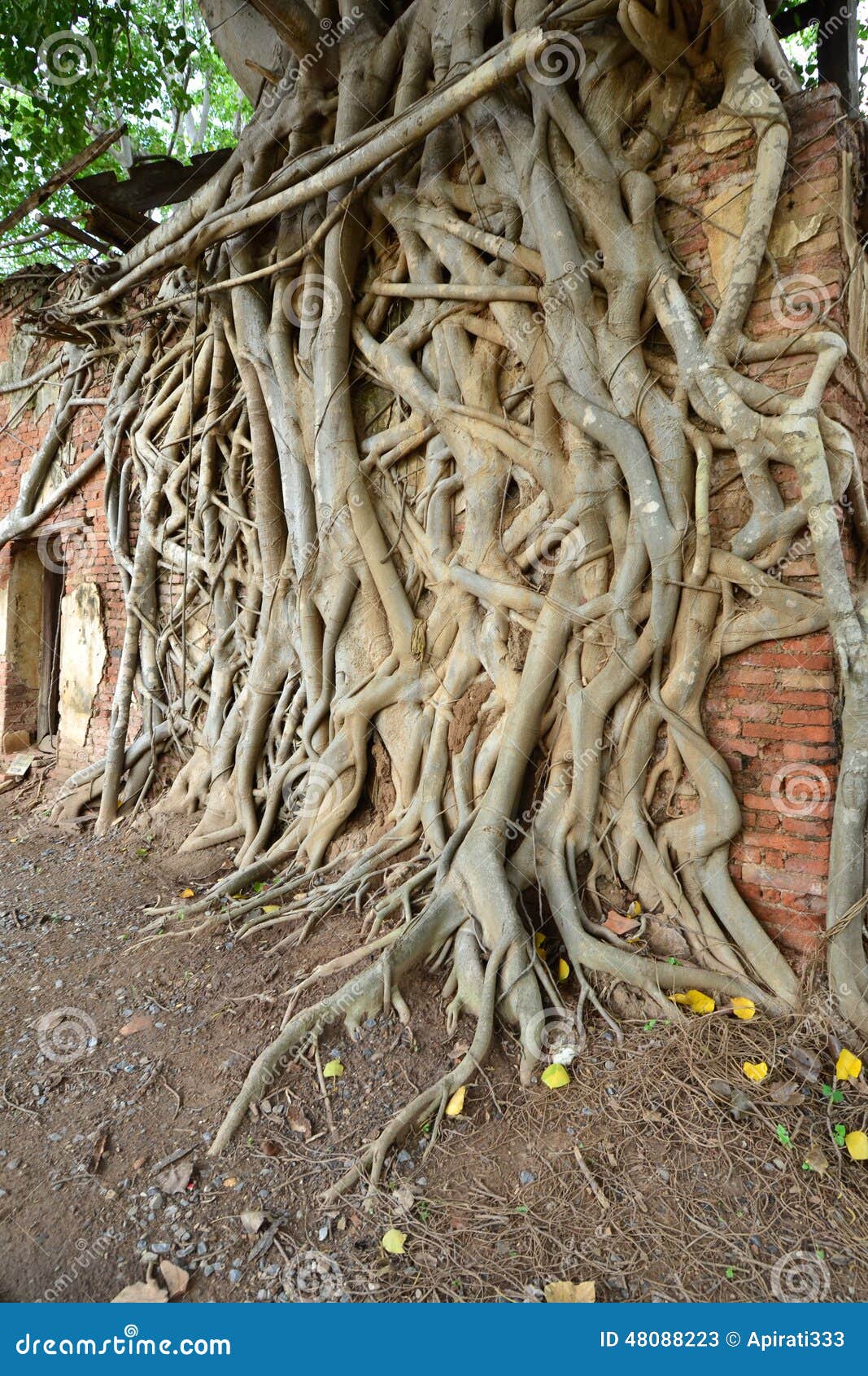 Roots of Photi Tree stock image. Image of nature, stone - 48088223