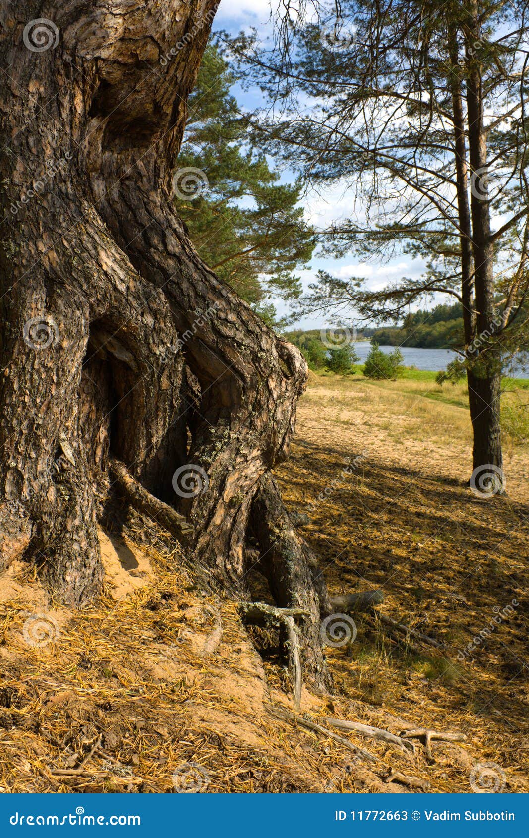 Roots of a pine stock image. Image of idyllic, land, silence - 11772663