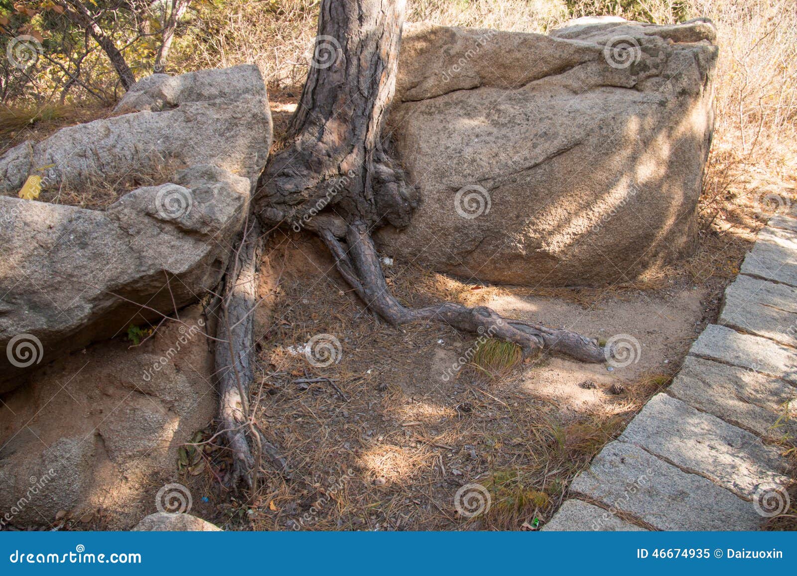 Roots of pine stock image. Image of dendritic, parasol - 46674935