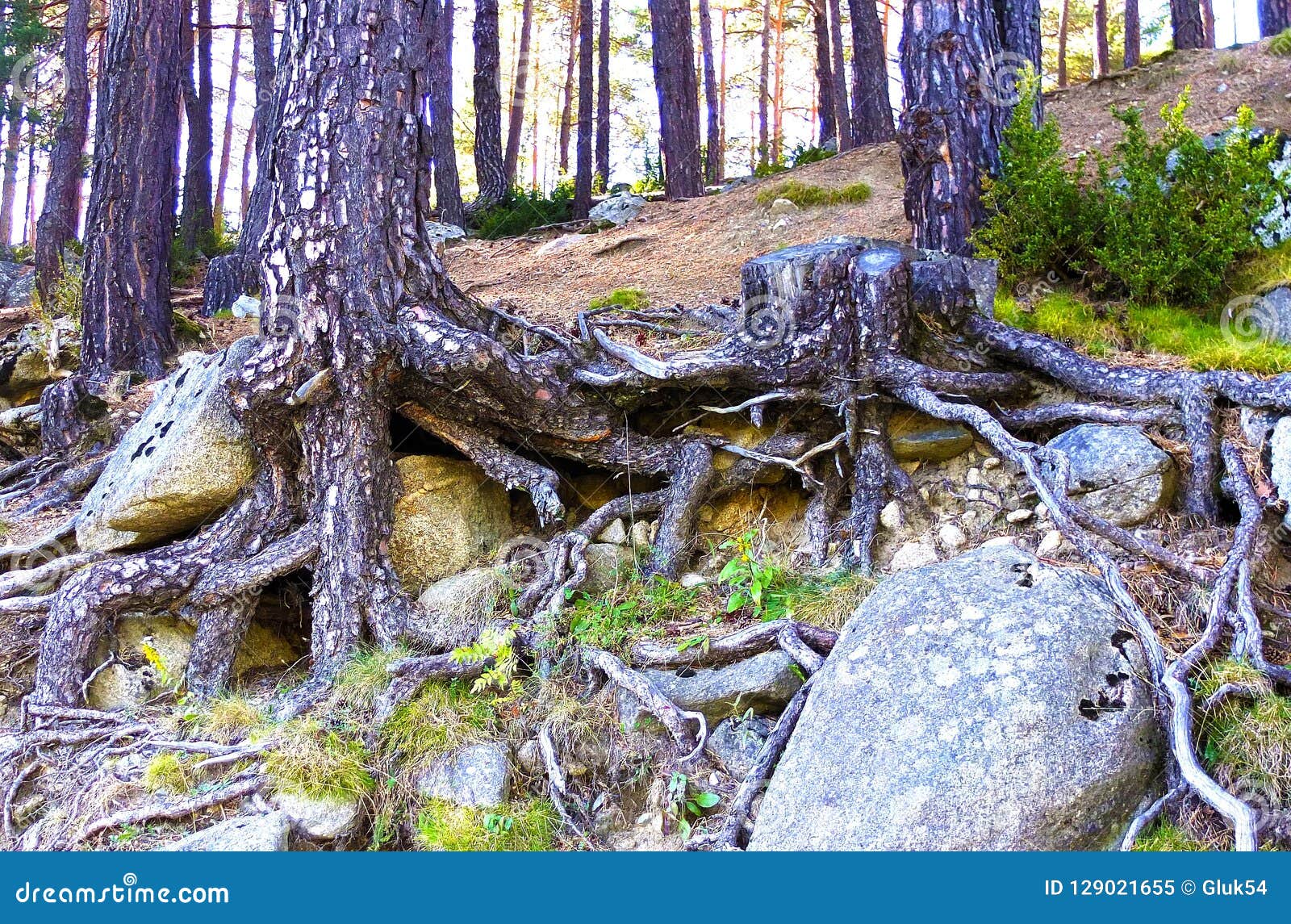 The Roots of Pine Trees, Intertwined with Large Stones on the Hillside ...