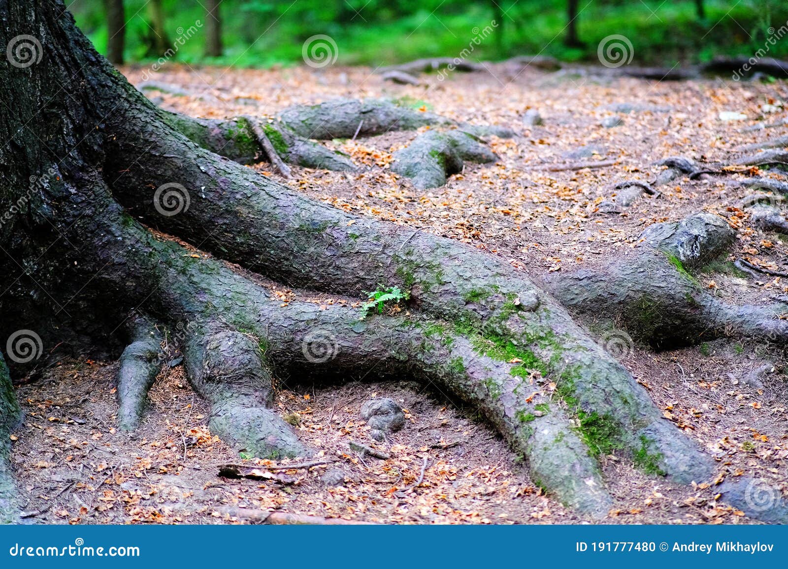 The Roots of the Pine Trees Sticking Out of the Ground Stock Photo ...
