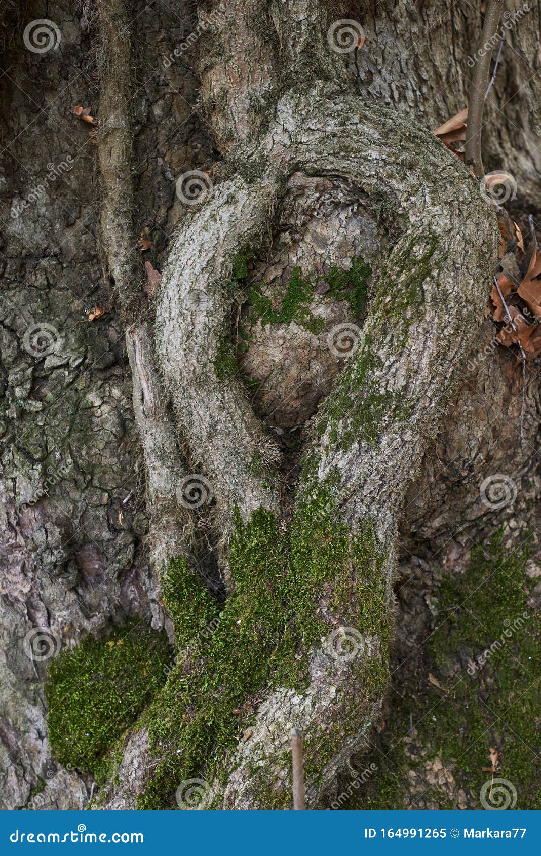 Roots of a plane tree stock image. Image of growth, view - 164991265
