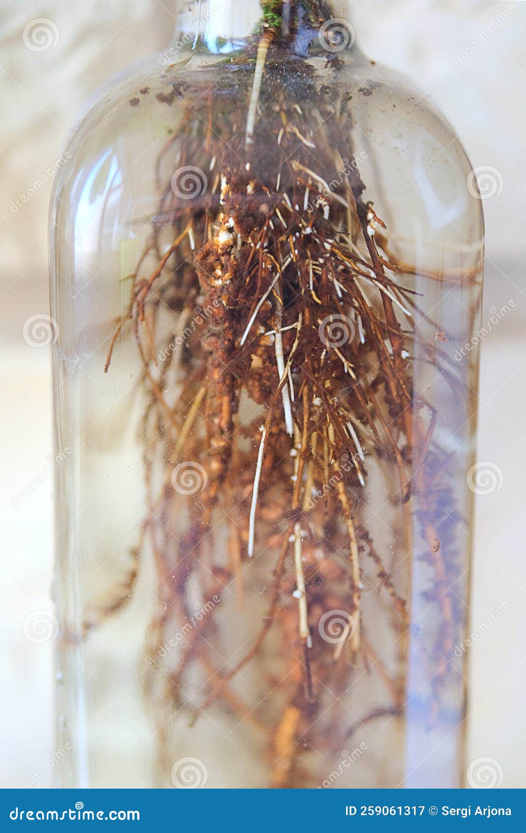 Roots of a Plant in a Bottle of Water Stock Image - Image of freshness ...