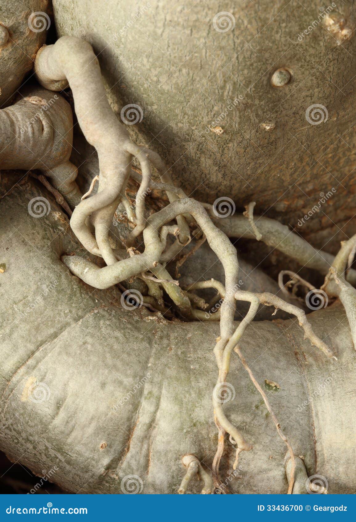 Roots of the plant stock photo. Image of nature, green - 33436700