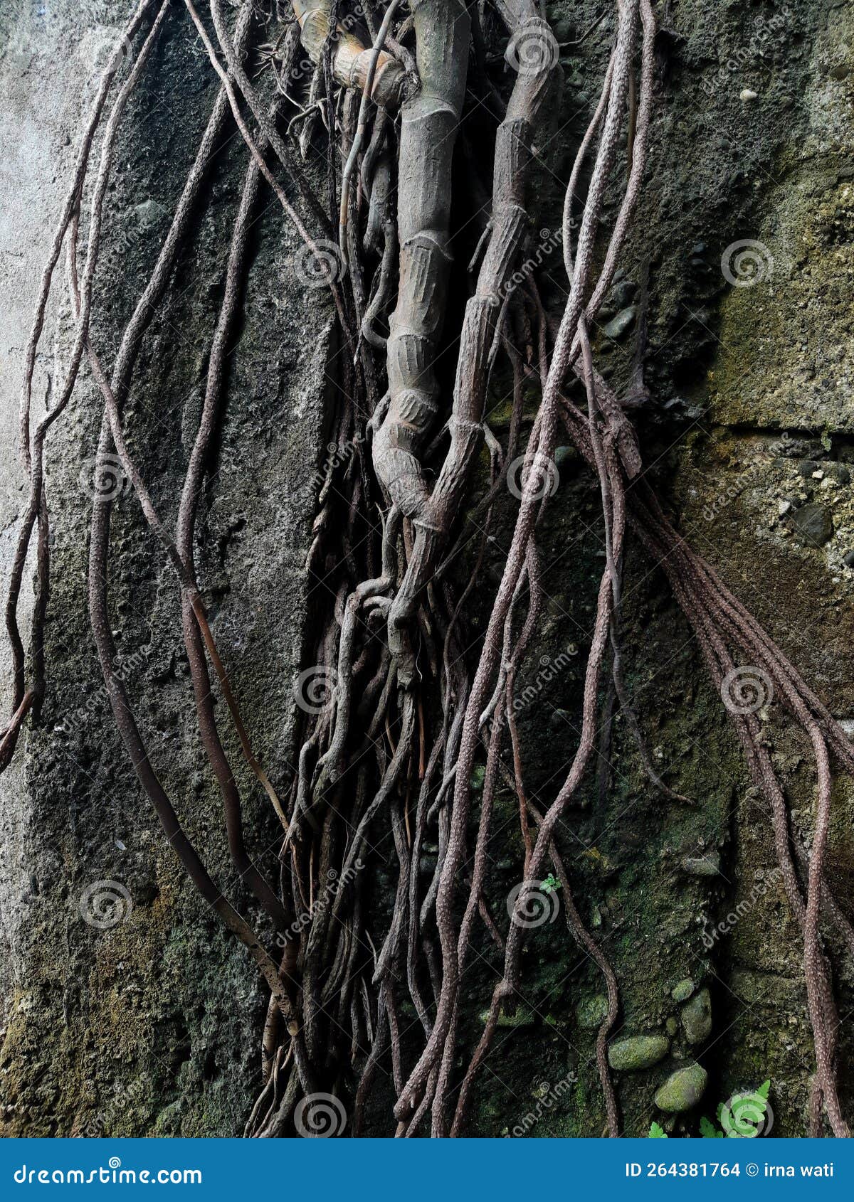 The Roots of the Plant Creeping on the Walls are Damp Stock Photo ...