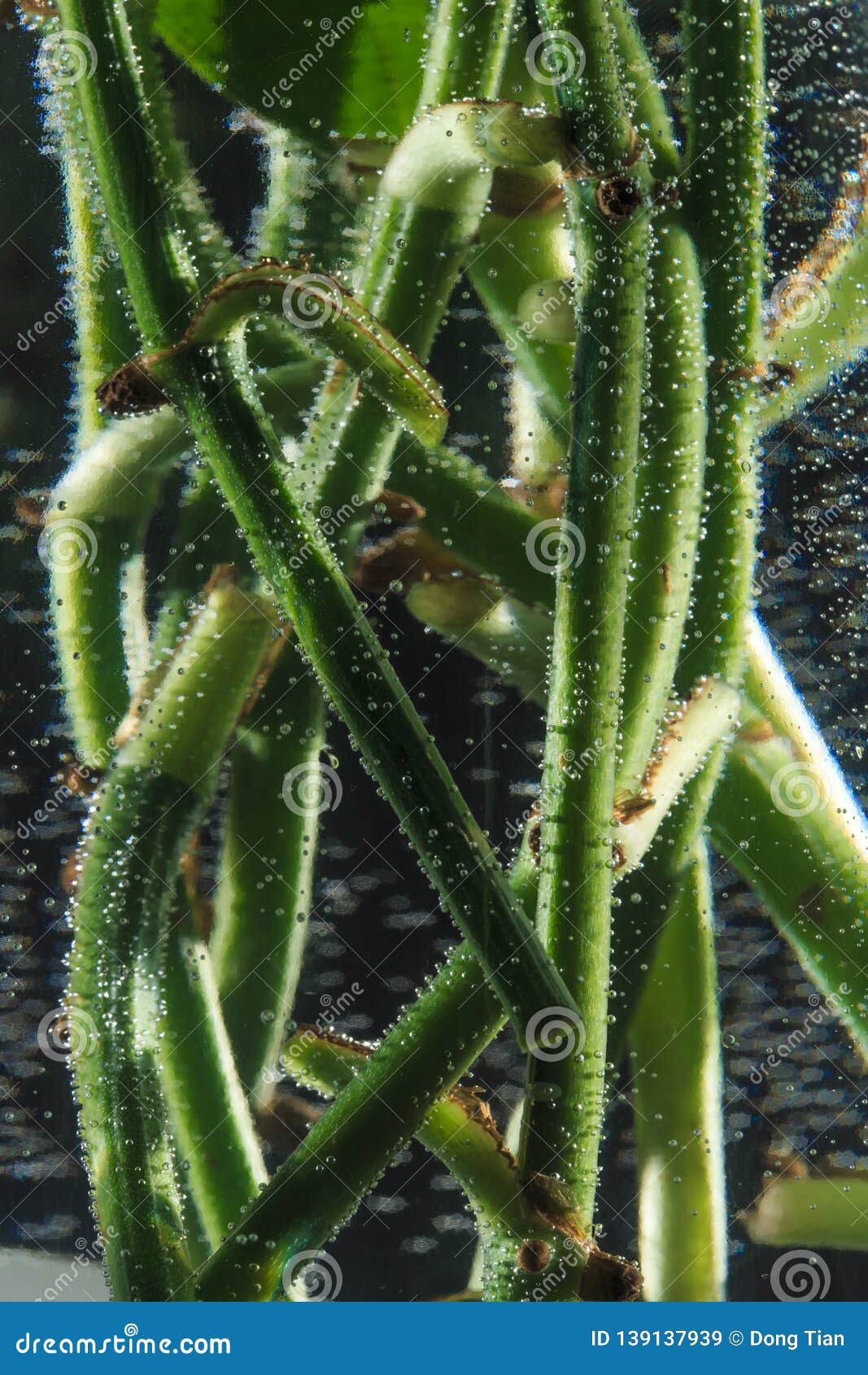 The root of the plant stock image. Image of green, closeup - 139137939