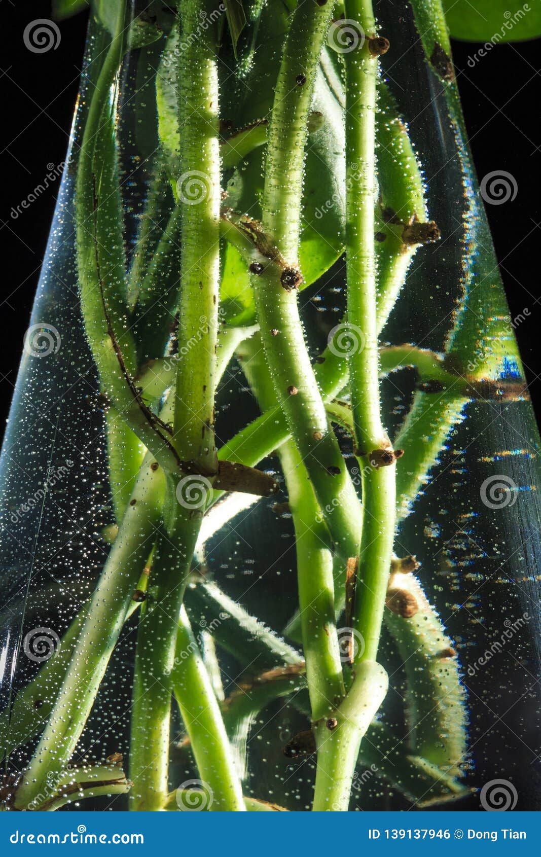 The root of the plant stock photo. Image of concept - 139137946