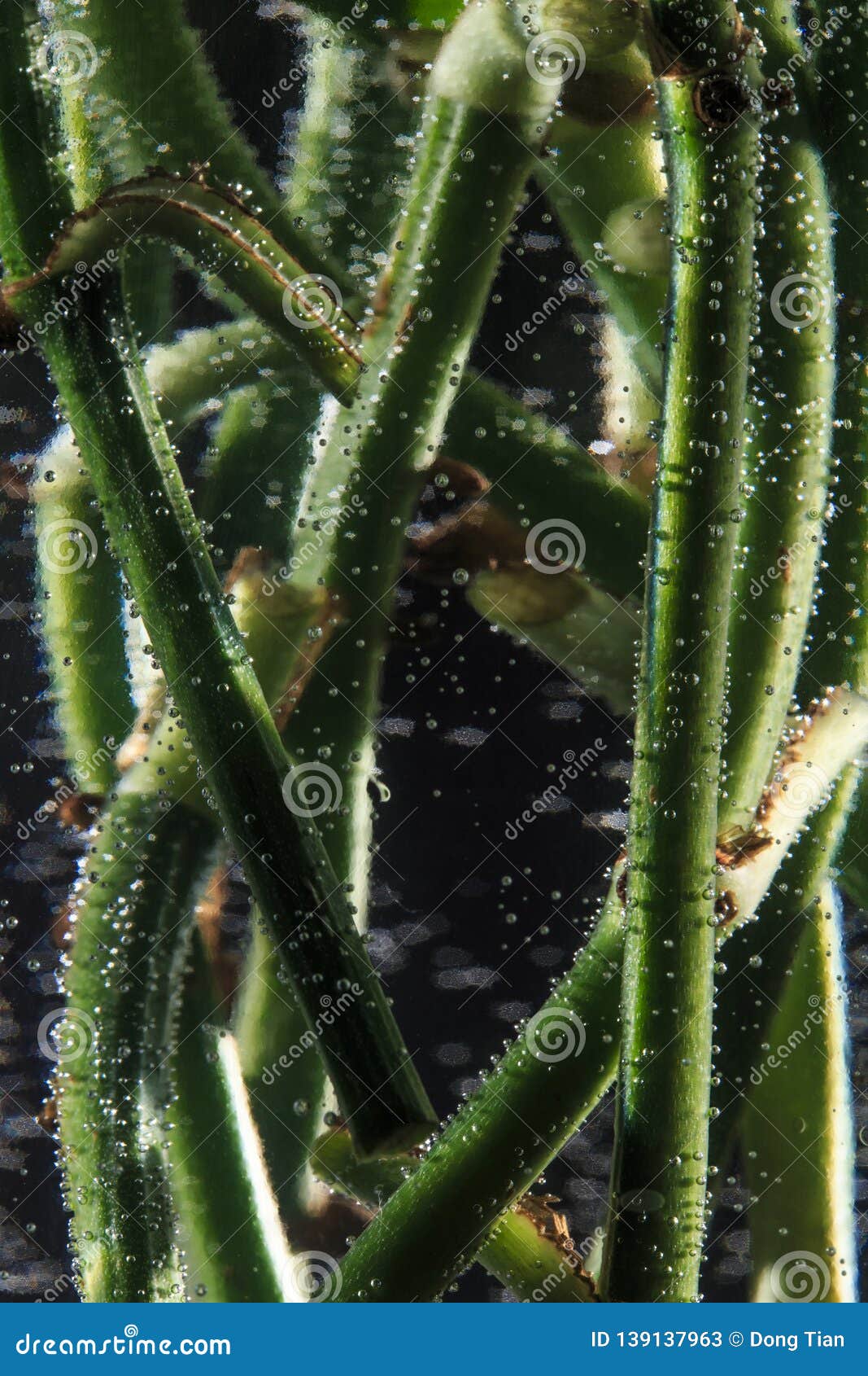 The root of the plant stock image. Image of outdoor - 139137963