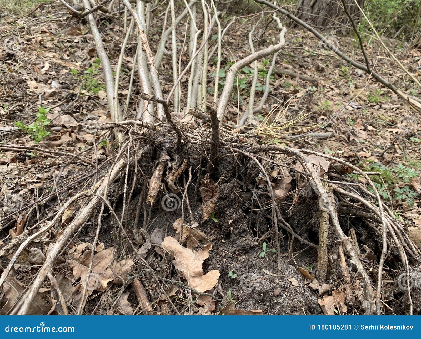 The Roots of the Plant Lie on the Ground in the Spring Forest. the Root ...