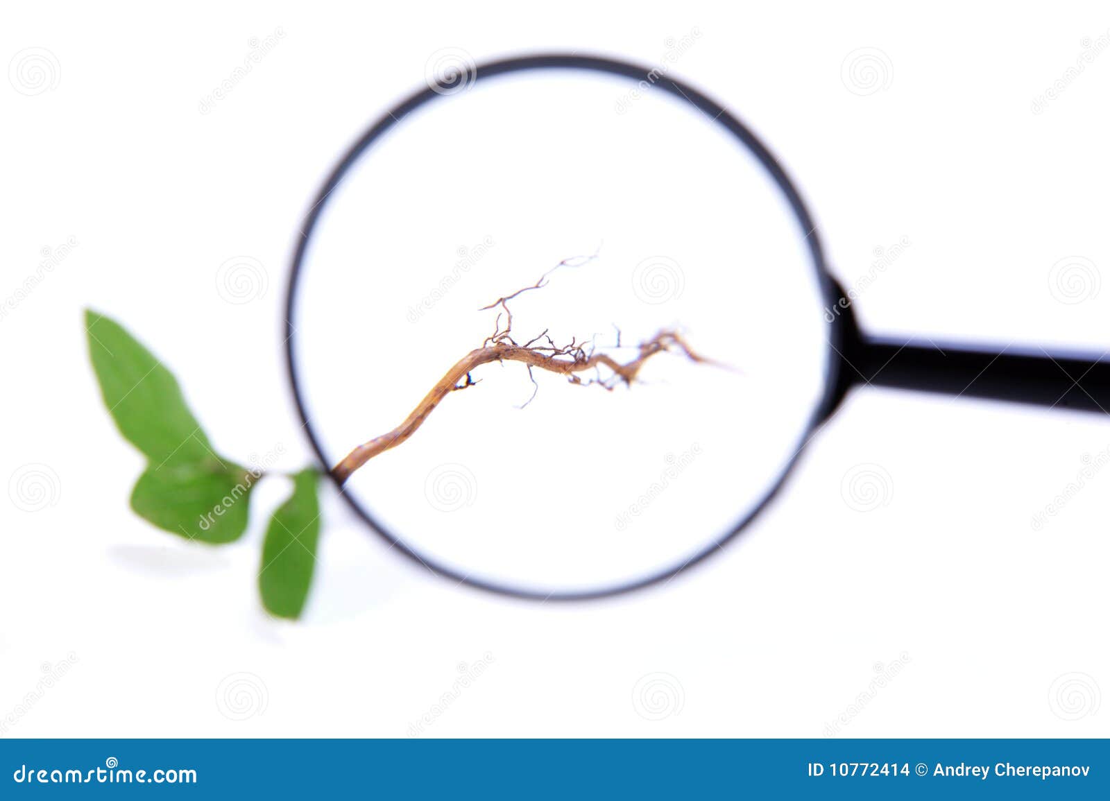 Roots of a Plant through a Magnifier Stock Photo - Image of palm, leaf ...