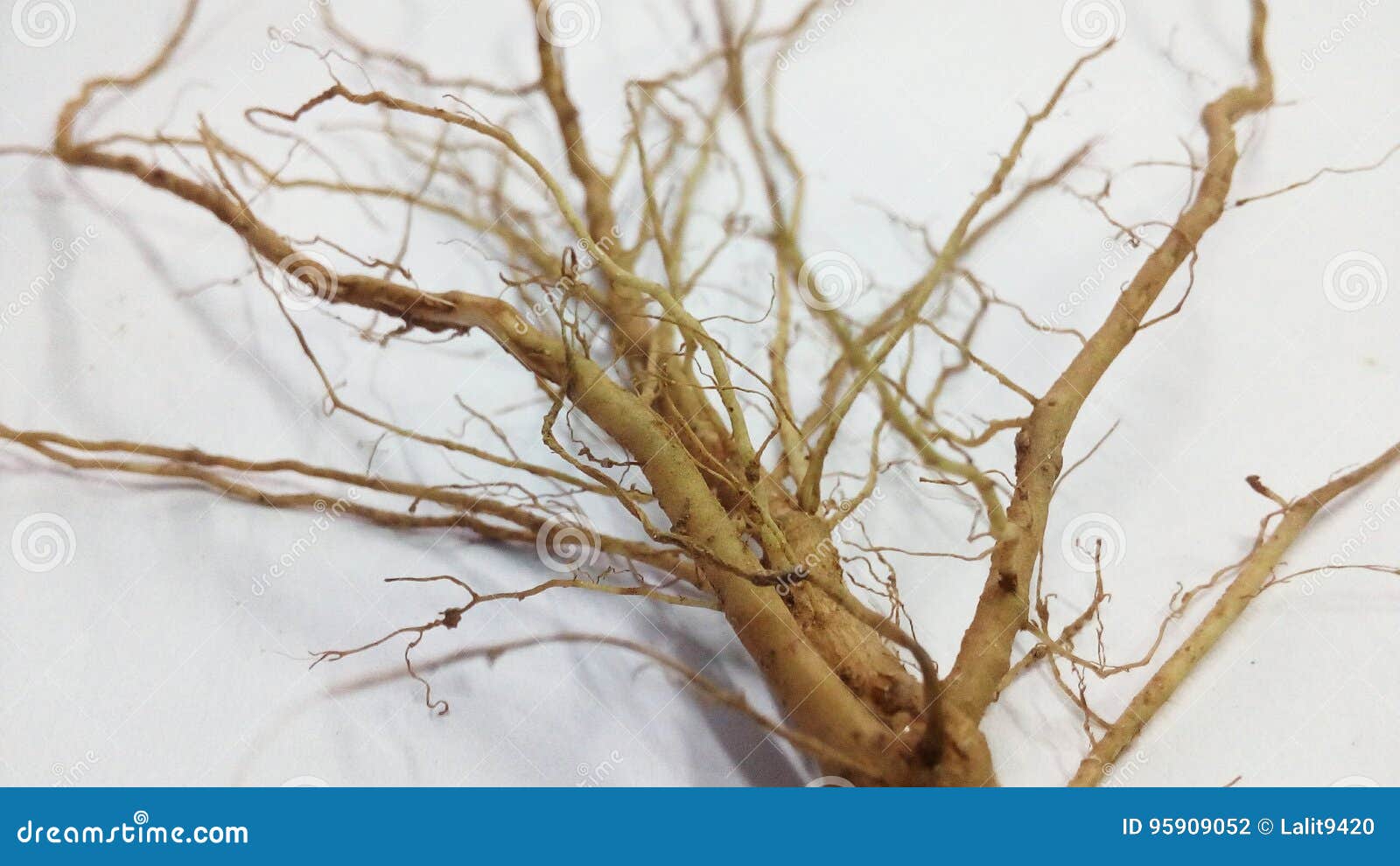 Roots stock photo. Image of plant, roots, natural, tree - 95909052