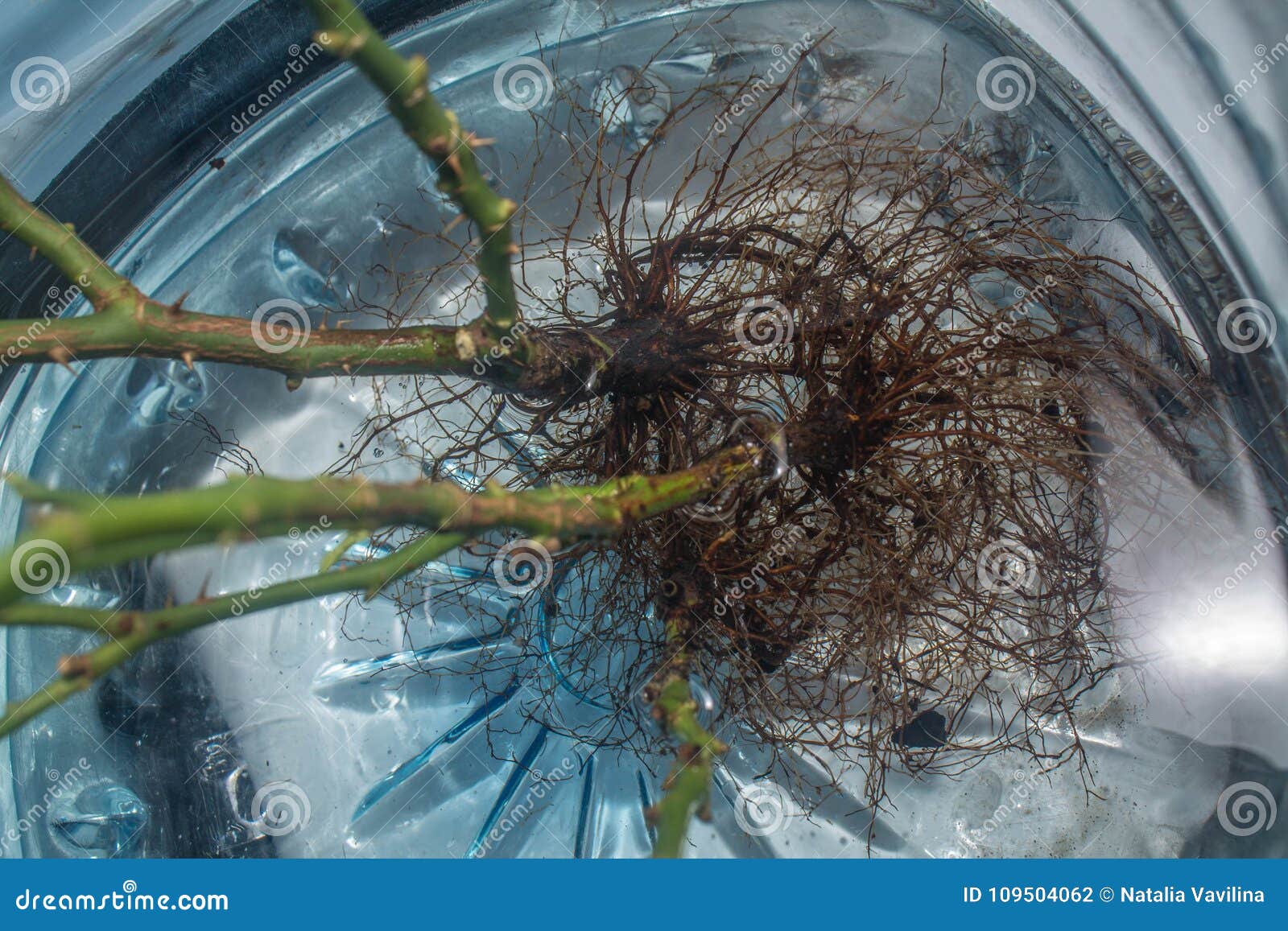 The Roots of the Plants in the Clear Blue Water Stock Photo - Image of ...