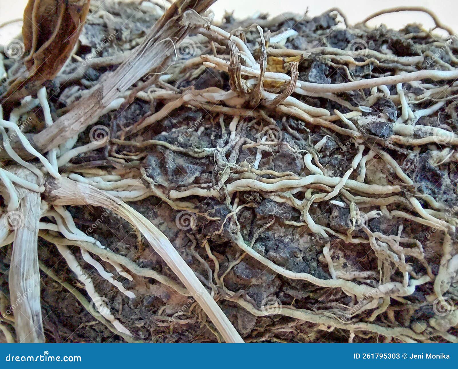 Roots Plants Ecosystem Life Fertile Soir Stock Image - Image of roots ...