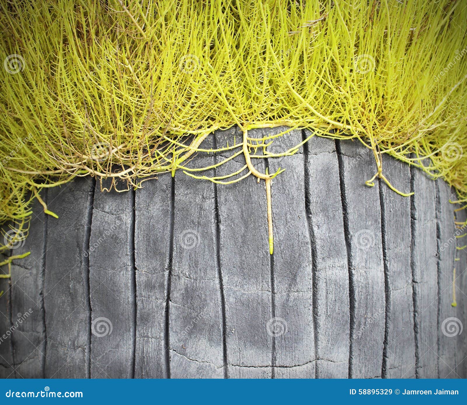 The Roots of the Plants on the Rocks Stock Image - Image of environment ...