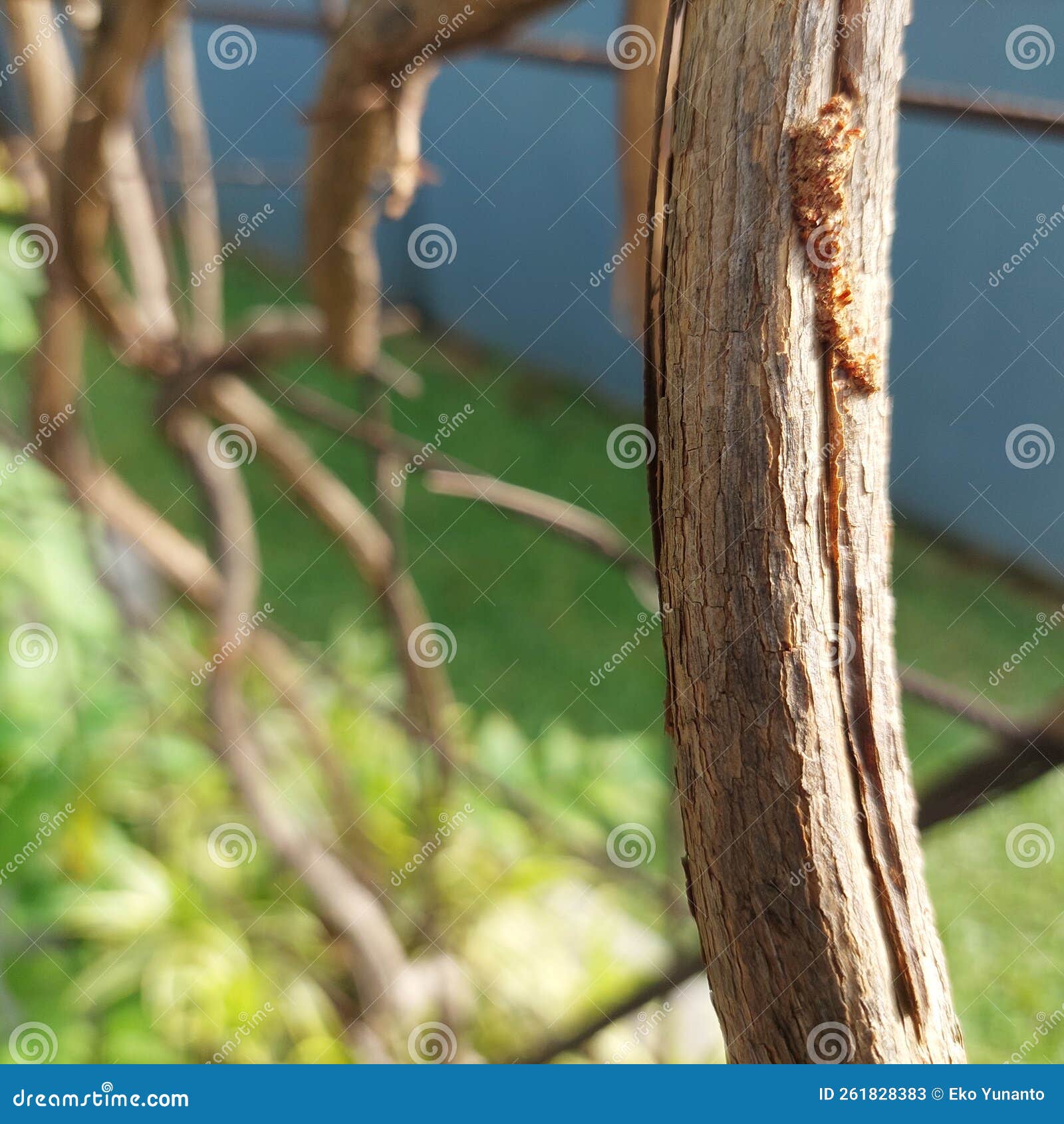 The Roots of Plants that Vine on the Wire Stock Image - Image of tree ...