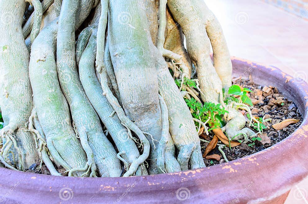 Roots in Pot stock photo. Image of nature, impala, growth - 60665076