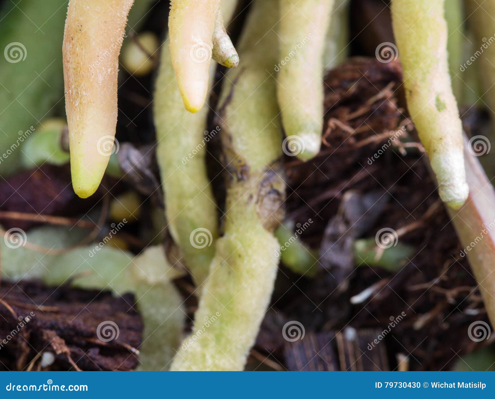 The Roots of Potted Anthurium Stock Photo - Image of plant, blooming ...