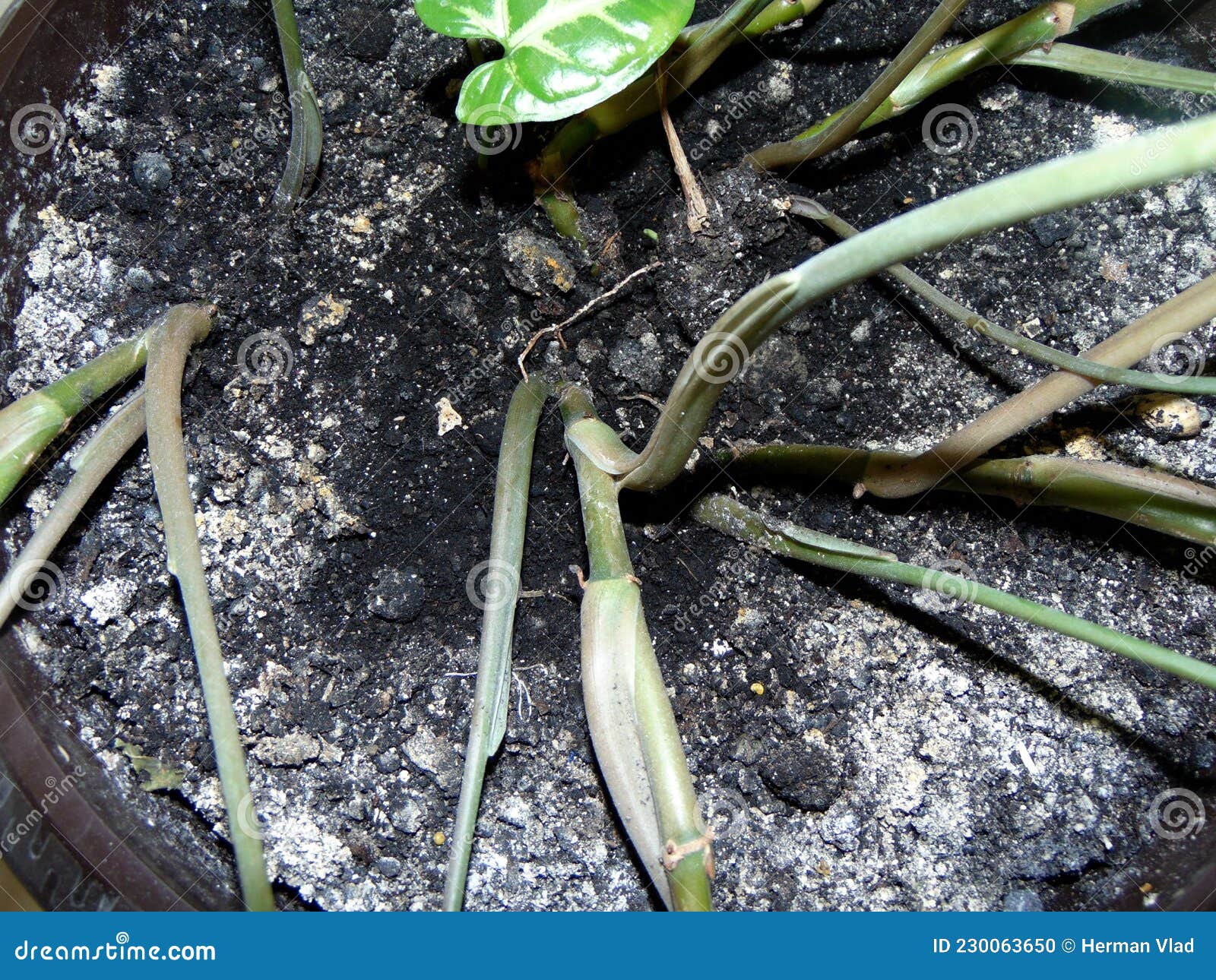 The Roots of a Potted Plant Stock Photo - Image of plant, hotchpotch ...