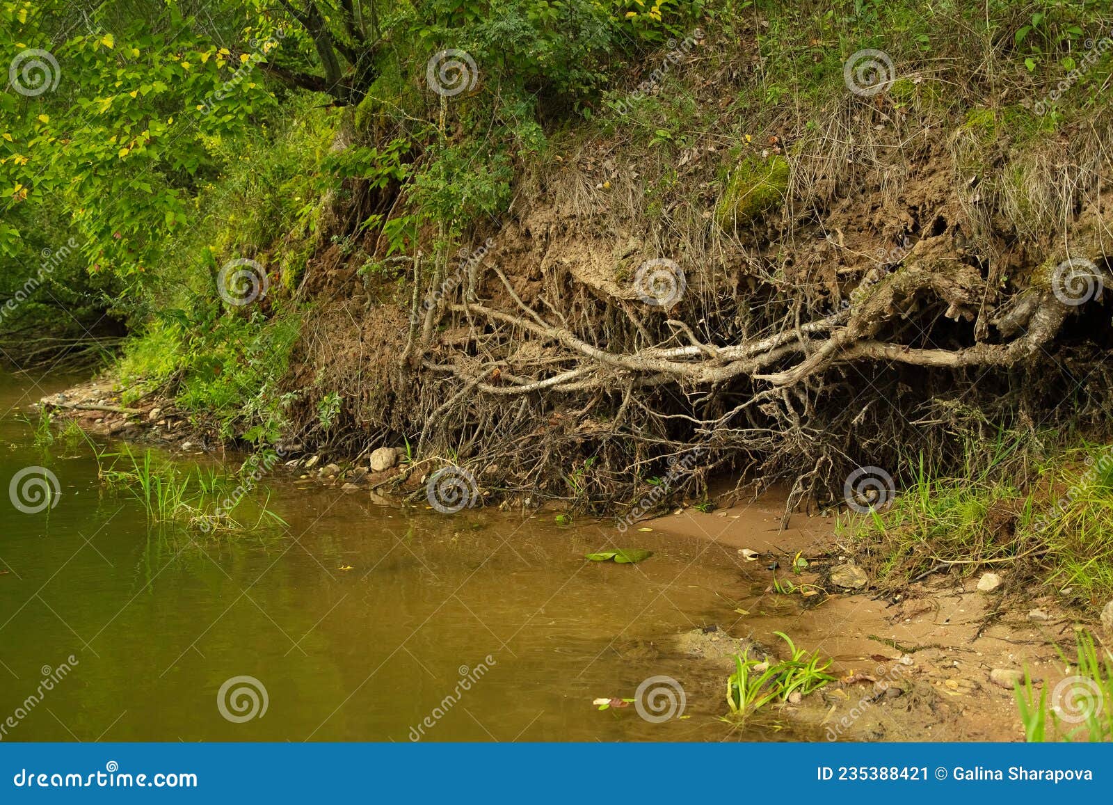 Roots of a Powerful Old Tree on the River Bank, Summer Forest Landscape ...