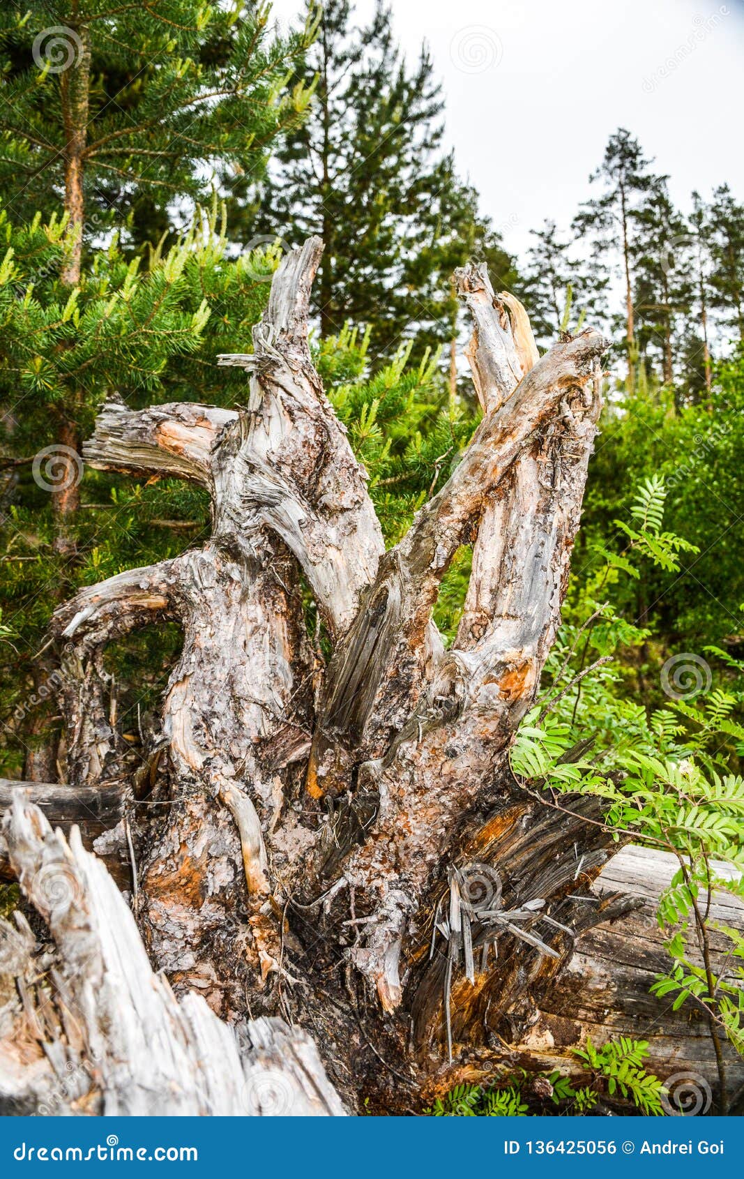Rugged Trunk and Tree Roots Against the Backdrop of the Forest Stock ...