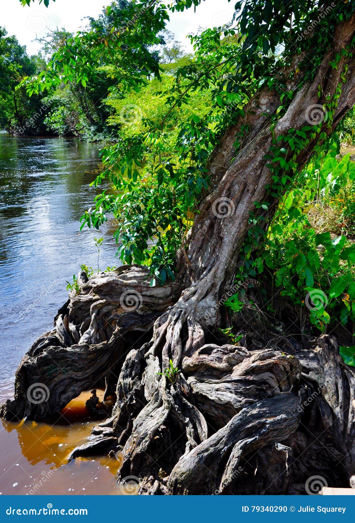 Roots of a Rainforest Tree stock photo. Image of travel - 79340290