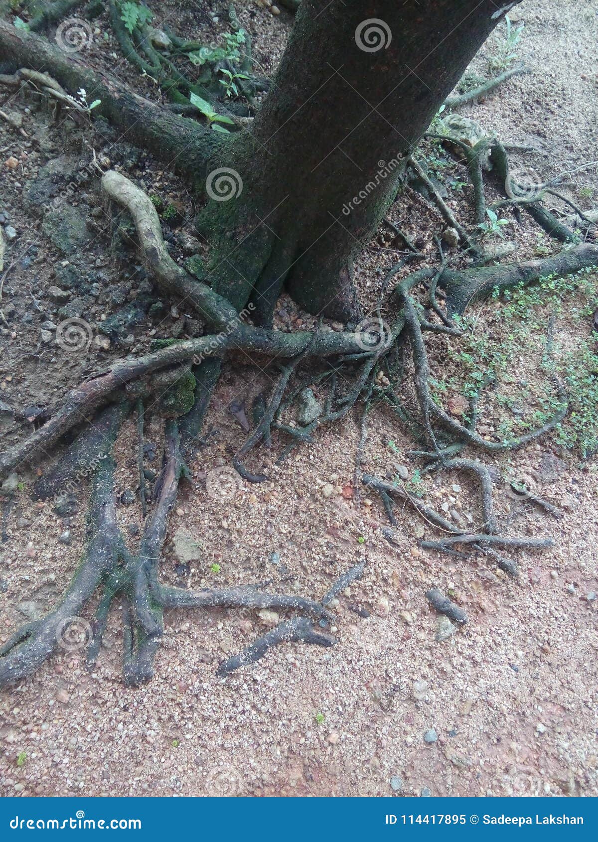 Roots of rambutan plant stock image. Image of rambutan - 114417895