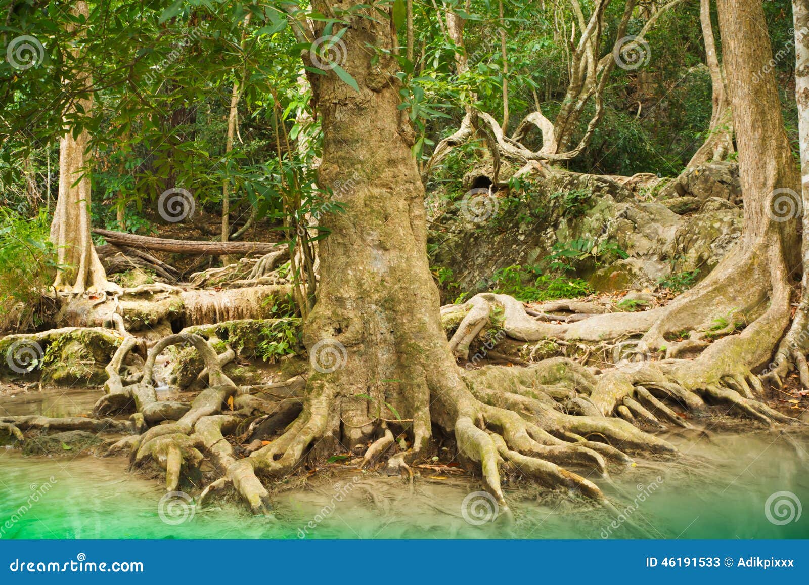 Roots by the river. stock image. Image of clean, creek - 46191533