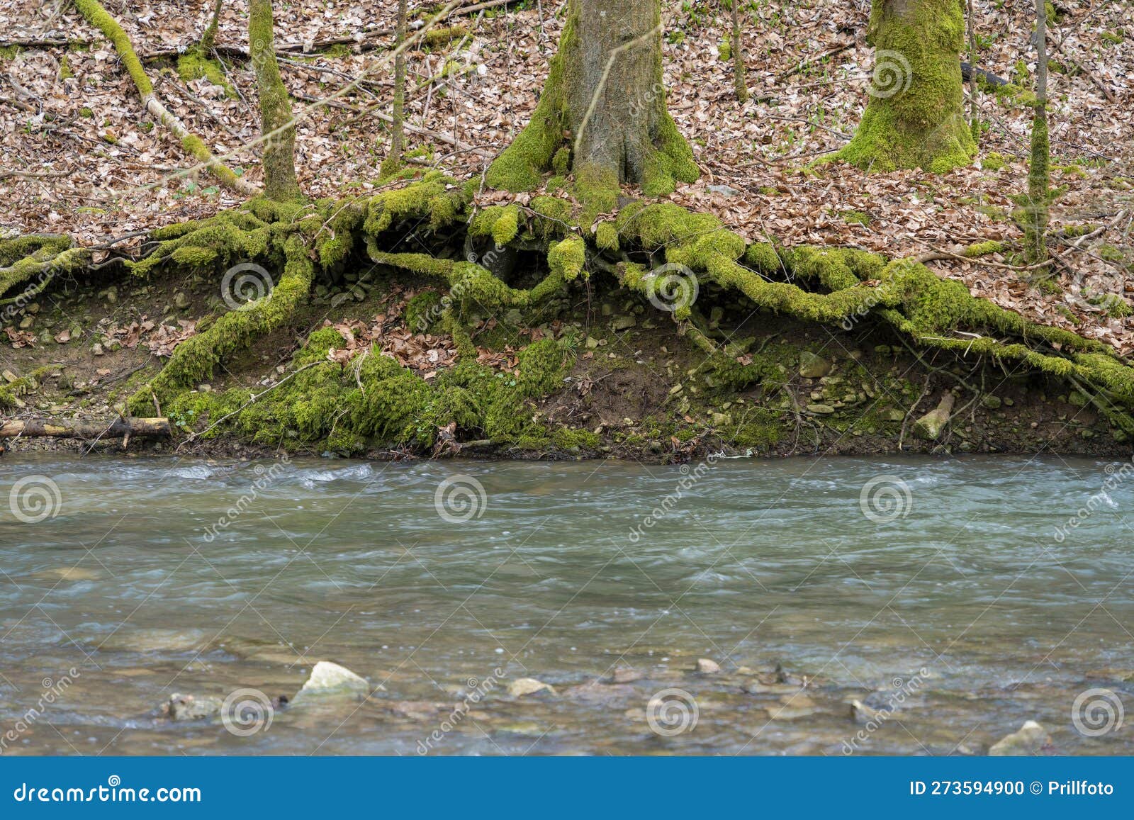 Roots at a river stock photo. Image of roots, hohenlohe - 273594900