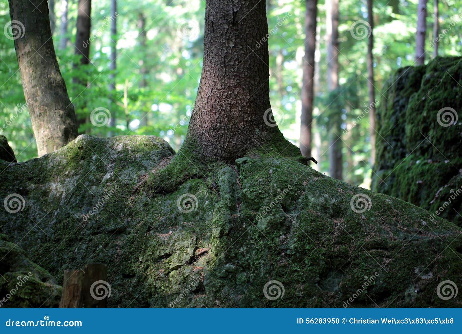 Roots on a rock stock photo. Image of moss, carpet, roots - 56283950