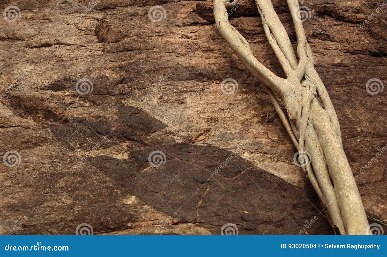 Roots on the rocks stock photo. Image of landscaping - 93020504