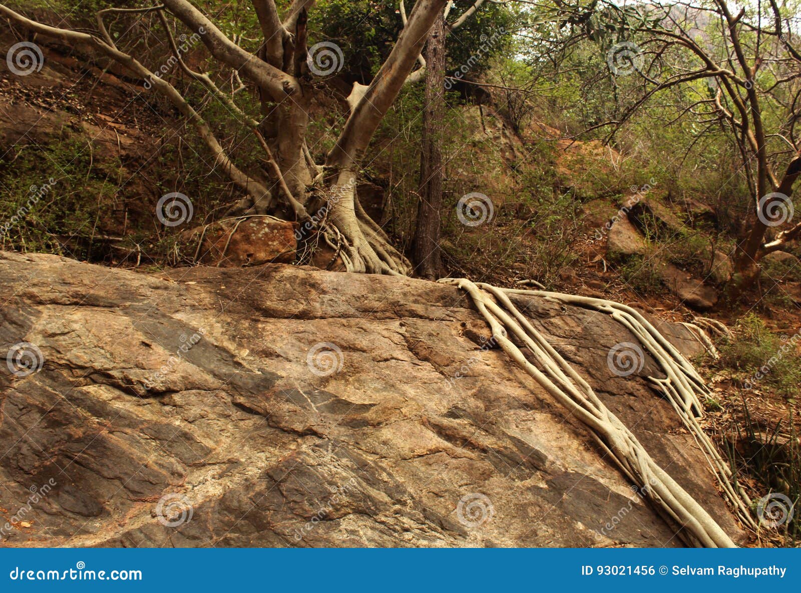 Roots on the rocks stock photo. Image of mountain, trees - 93021456