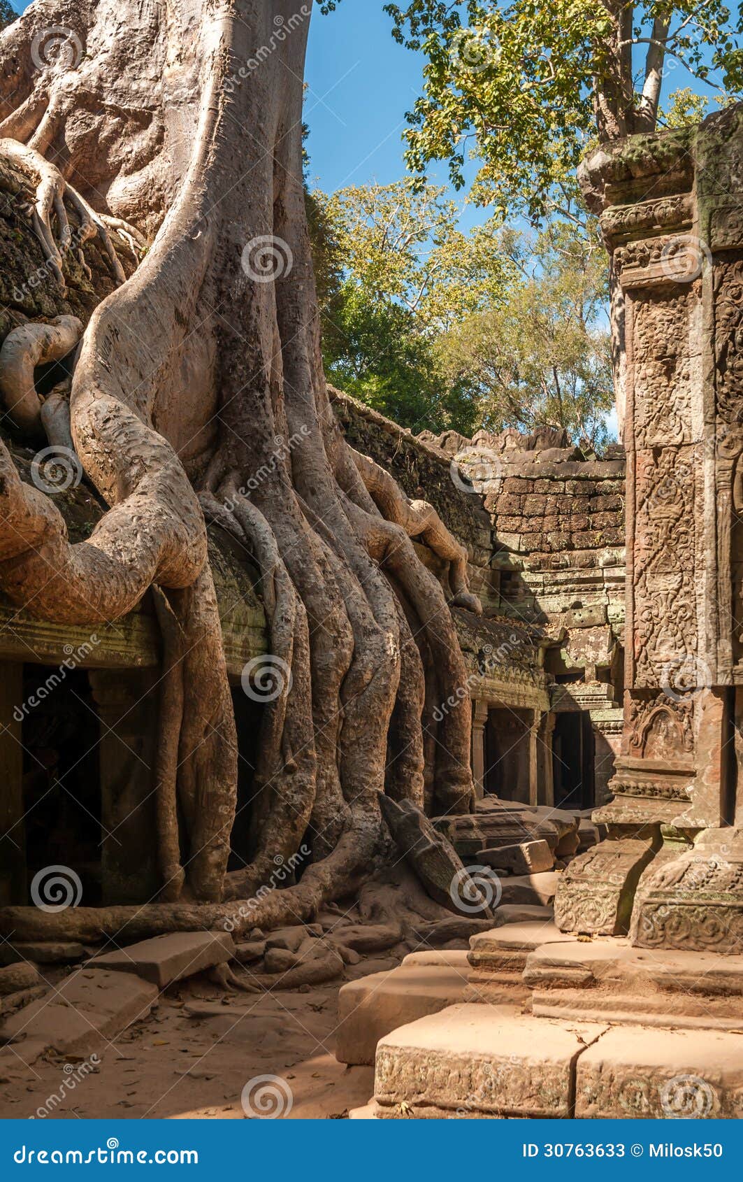 Roots at the Roof stock image. Image of temple, ruins - 30763633