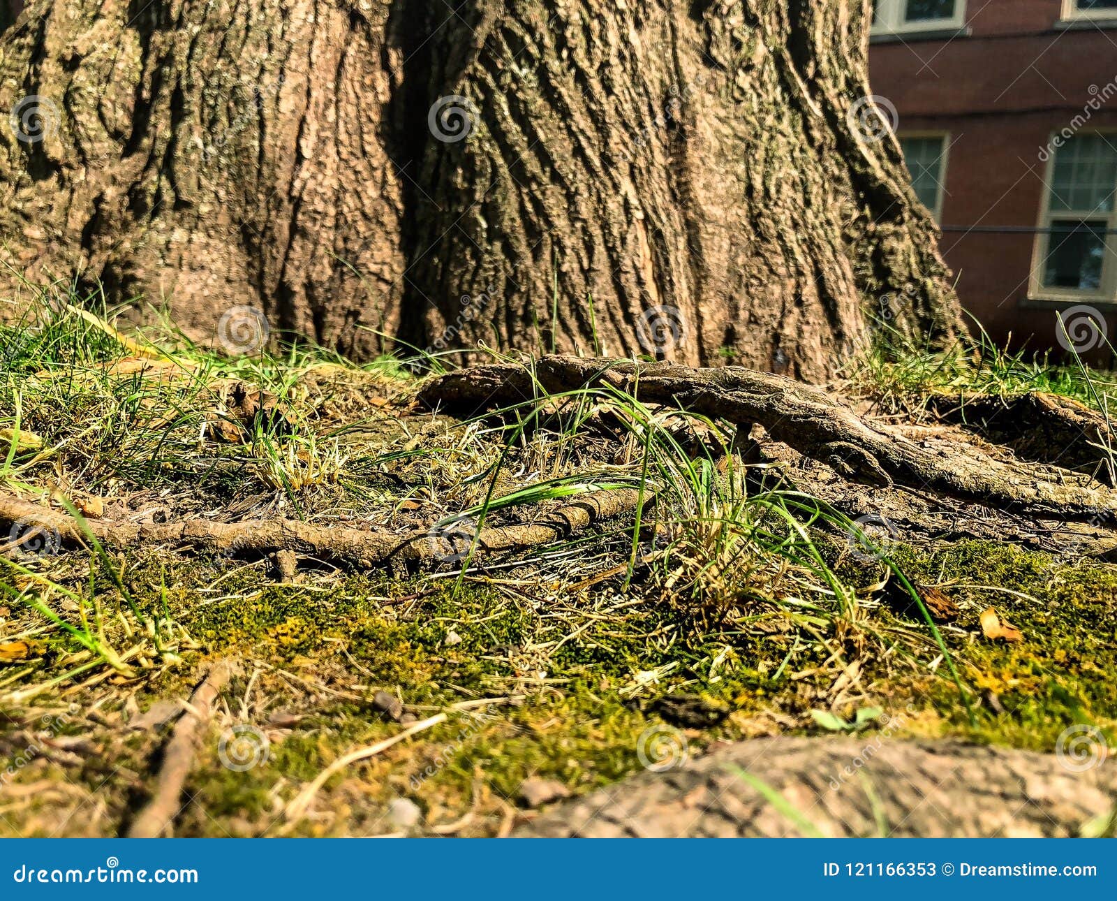 Roots stock image. Image of coming, roots, grounds, tree - 121166353