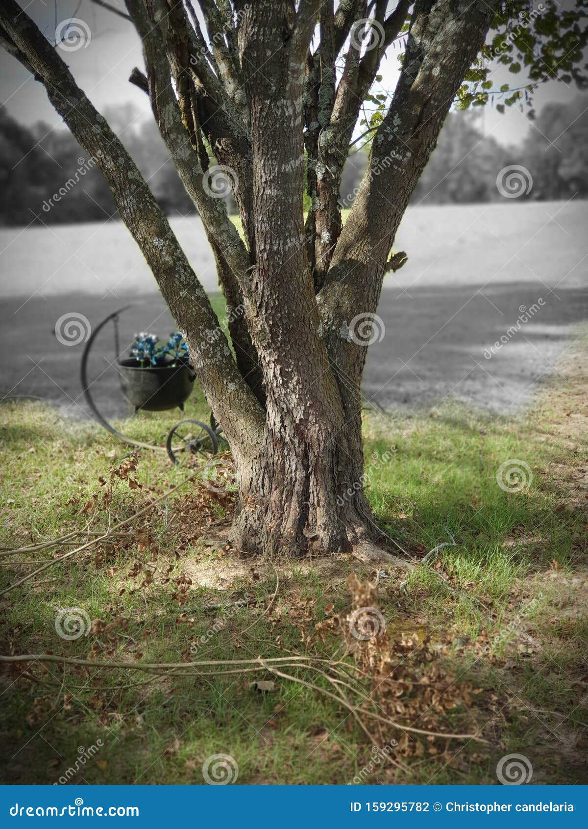 Roots stock photo. Image of fall, kettle, roots, nature - 159295782