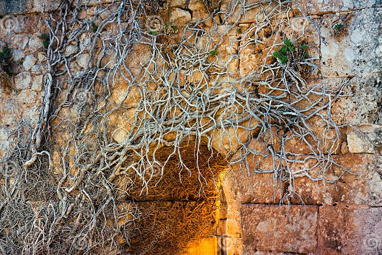 Roots & ruins stock image. Image of stone, amazing - 28194947