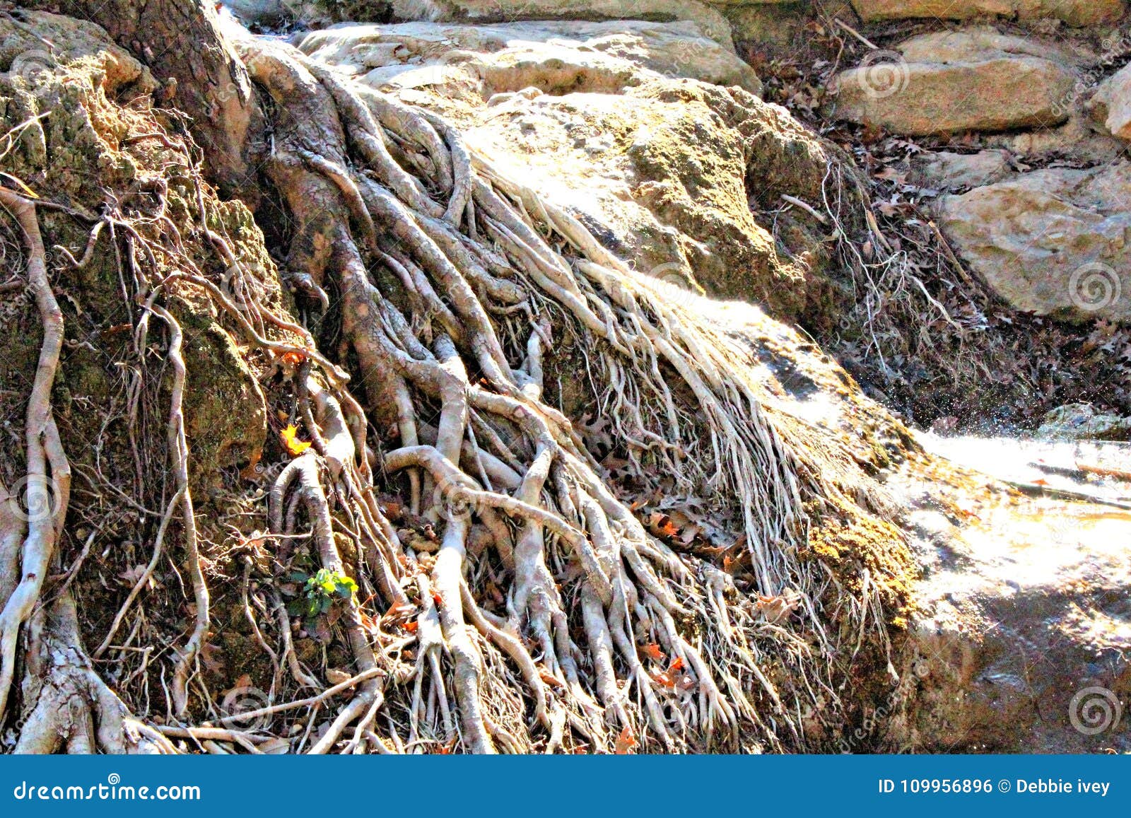 Roots run deep stock photo. Image of steaming, eroision - 109956896