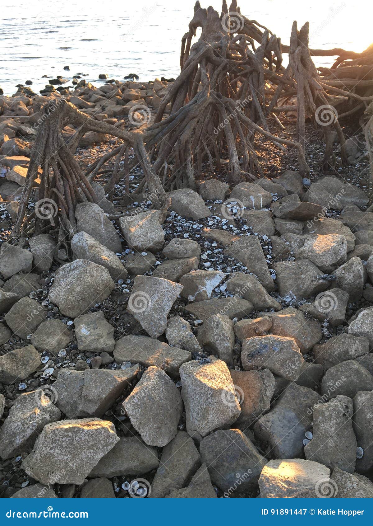 Roots stock image. Image of rocks, roots, grown, tree - 91891447