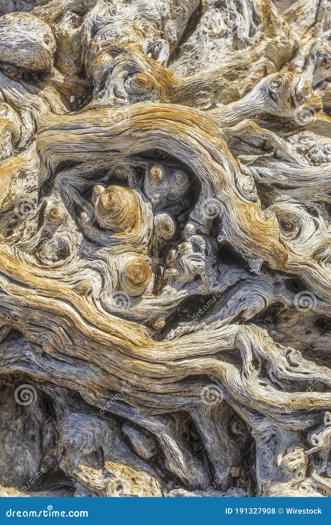 The Roots of a Saguaro Cactus Stock Photo - Image of sunlight ...